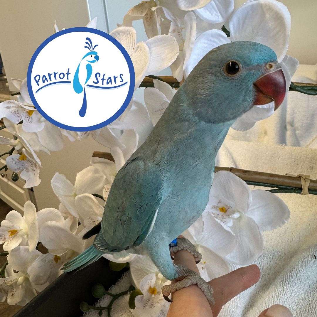 Baby Blue Indian Ringneck Available at Parrot Stars!