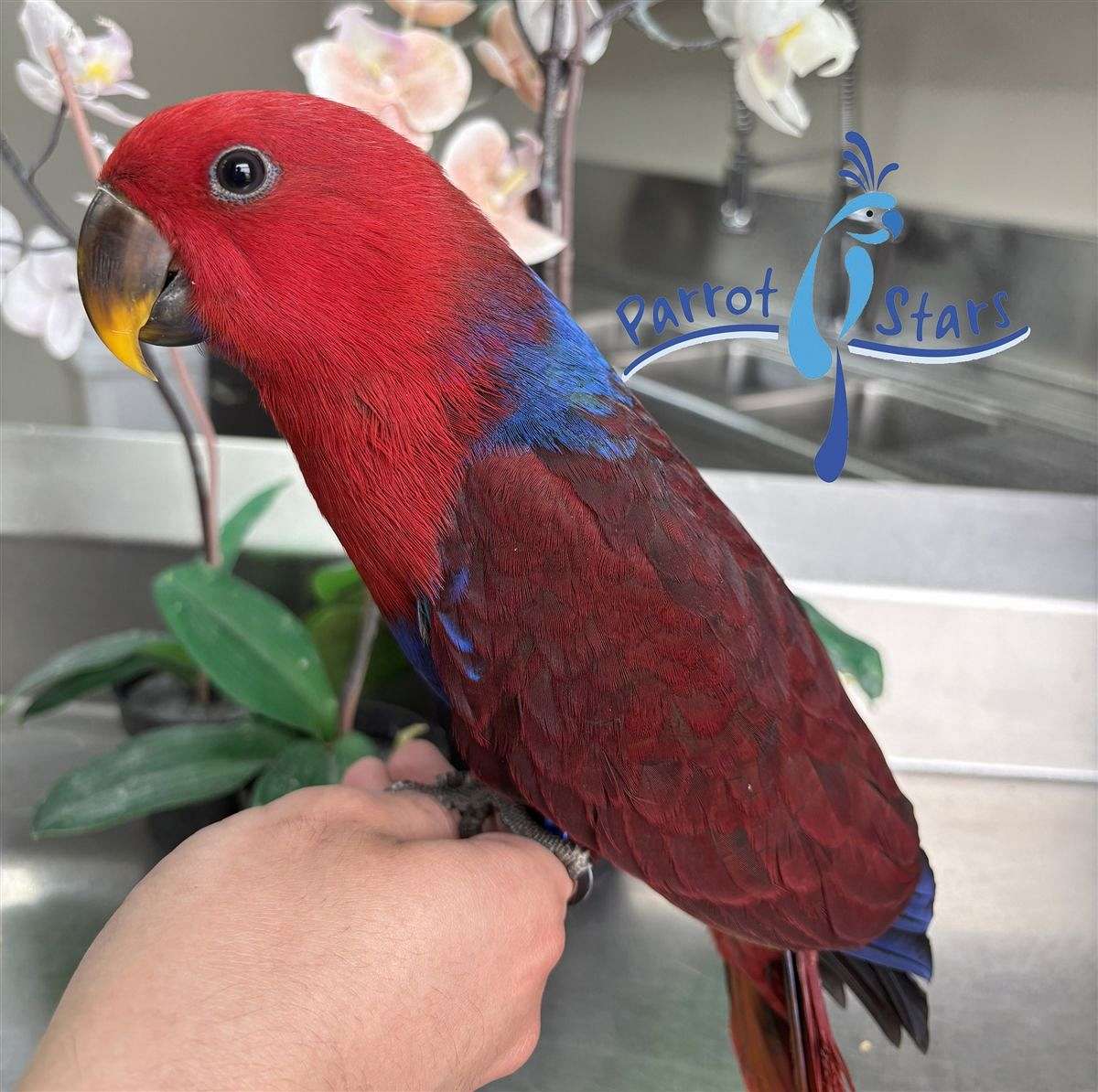 Baby Solomon Island Eclectus Available at Parrot Stars!