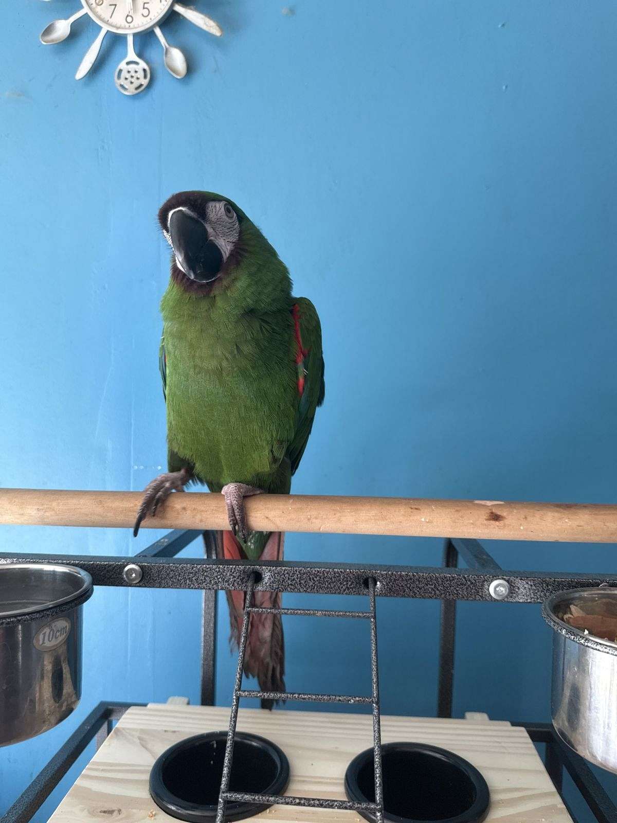 Severe Macaw