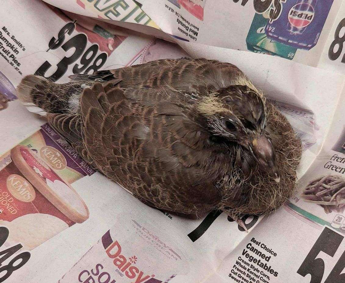 REAL Pidove half pigeon half dove hybrid
