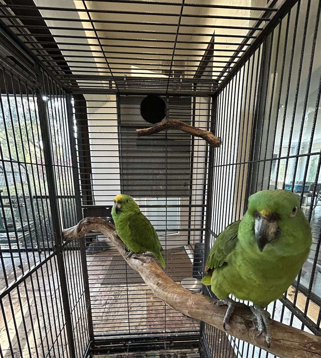 Pair of Yellow Naped Amazons