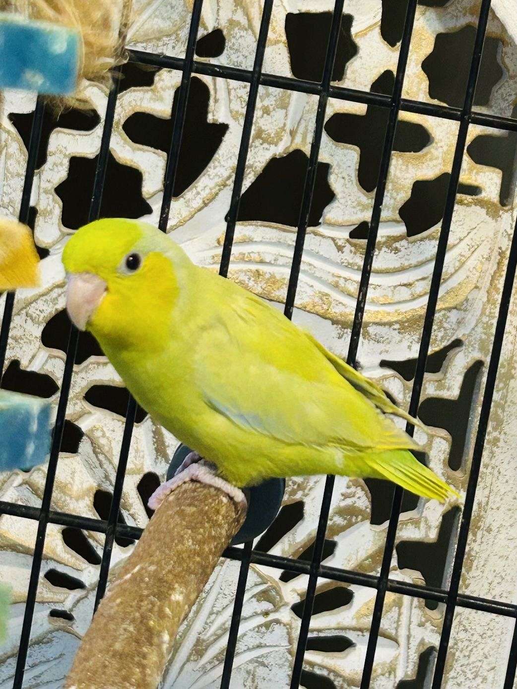 Male hand fed parrotlet