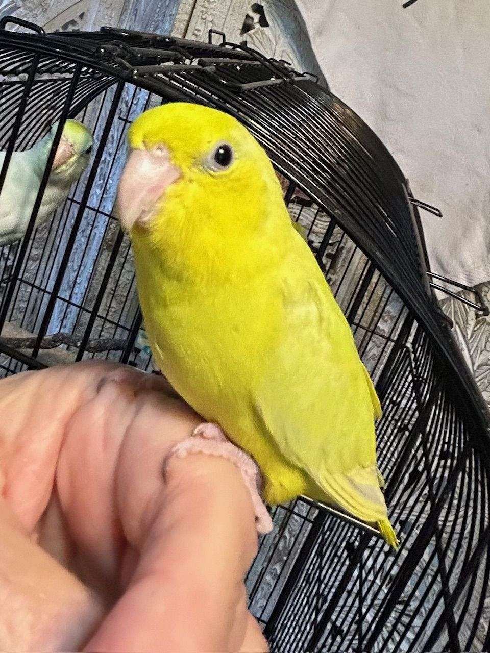 Hand fed baby parrotlet