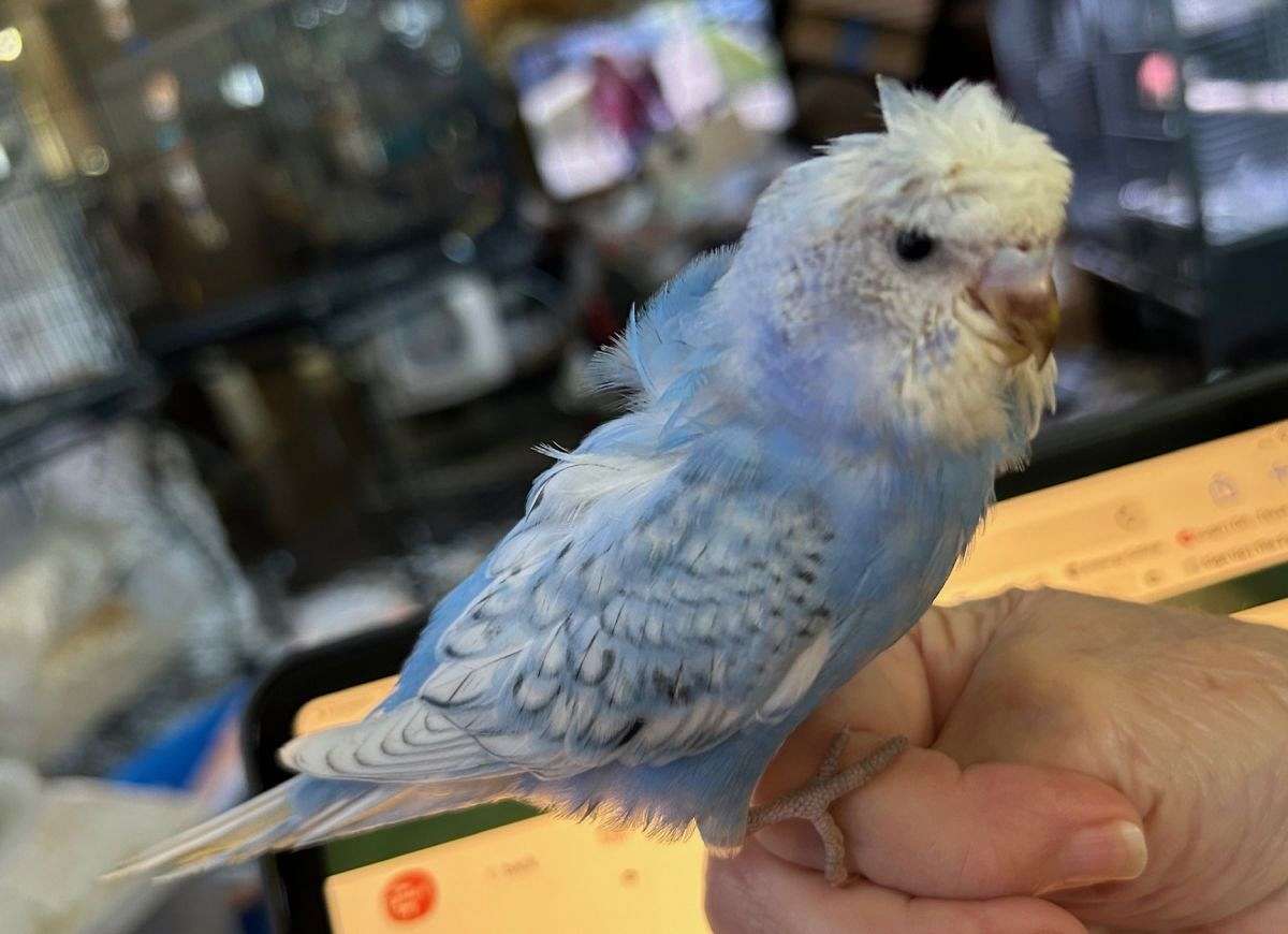 Hand fed fancy Budgie