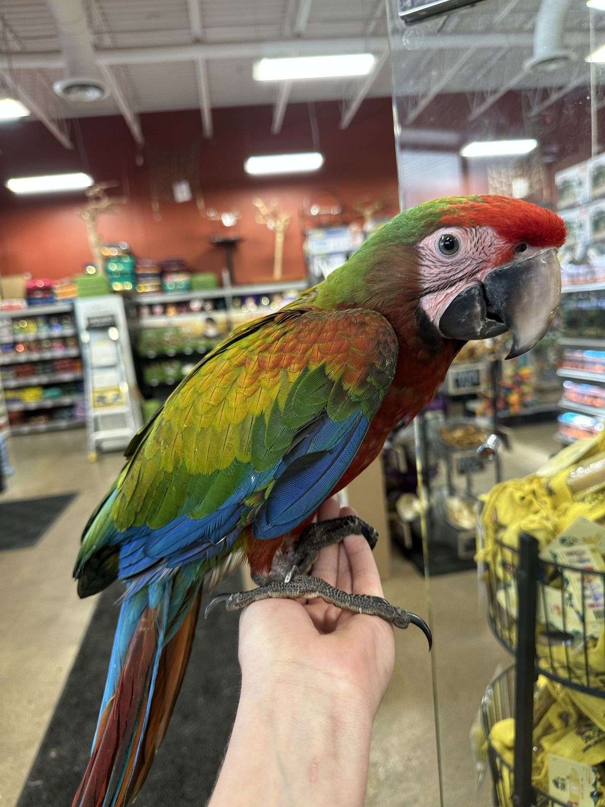 Shamrock Macaw