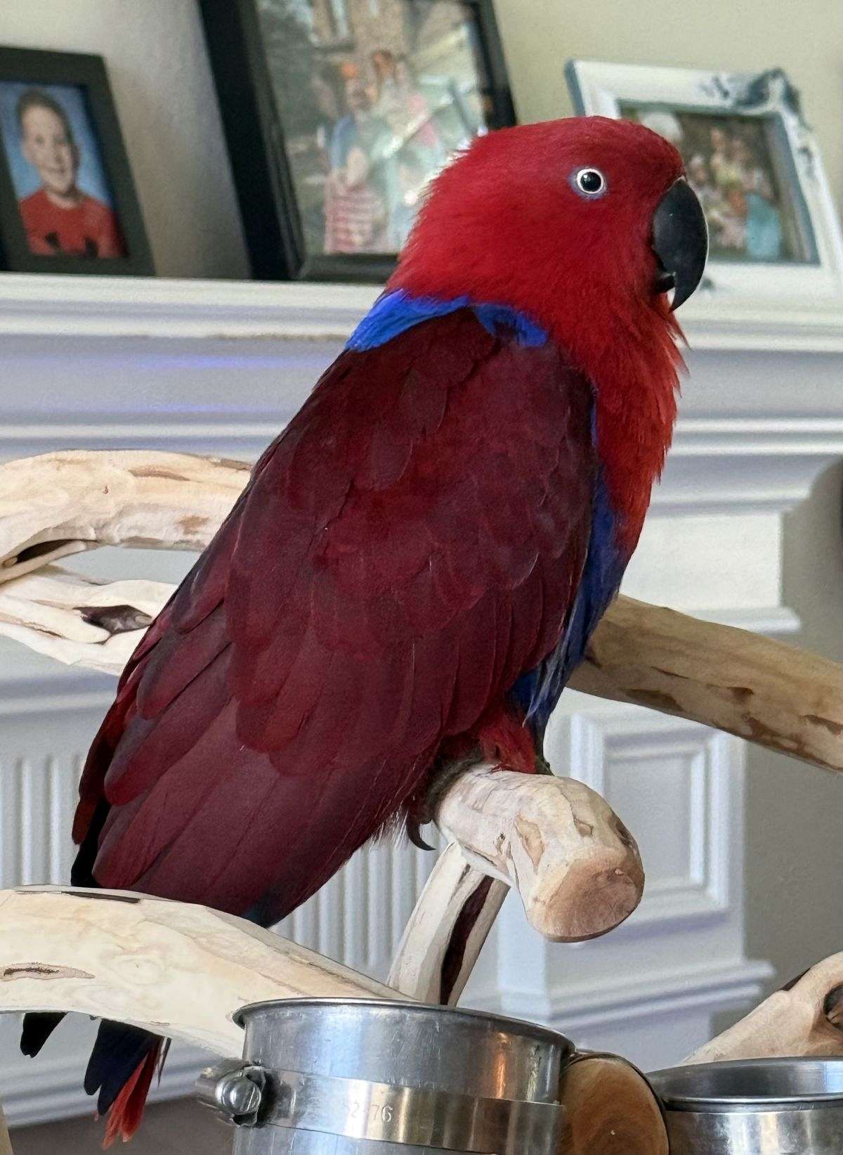 Eclectus Parrot