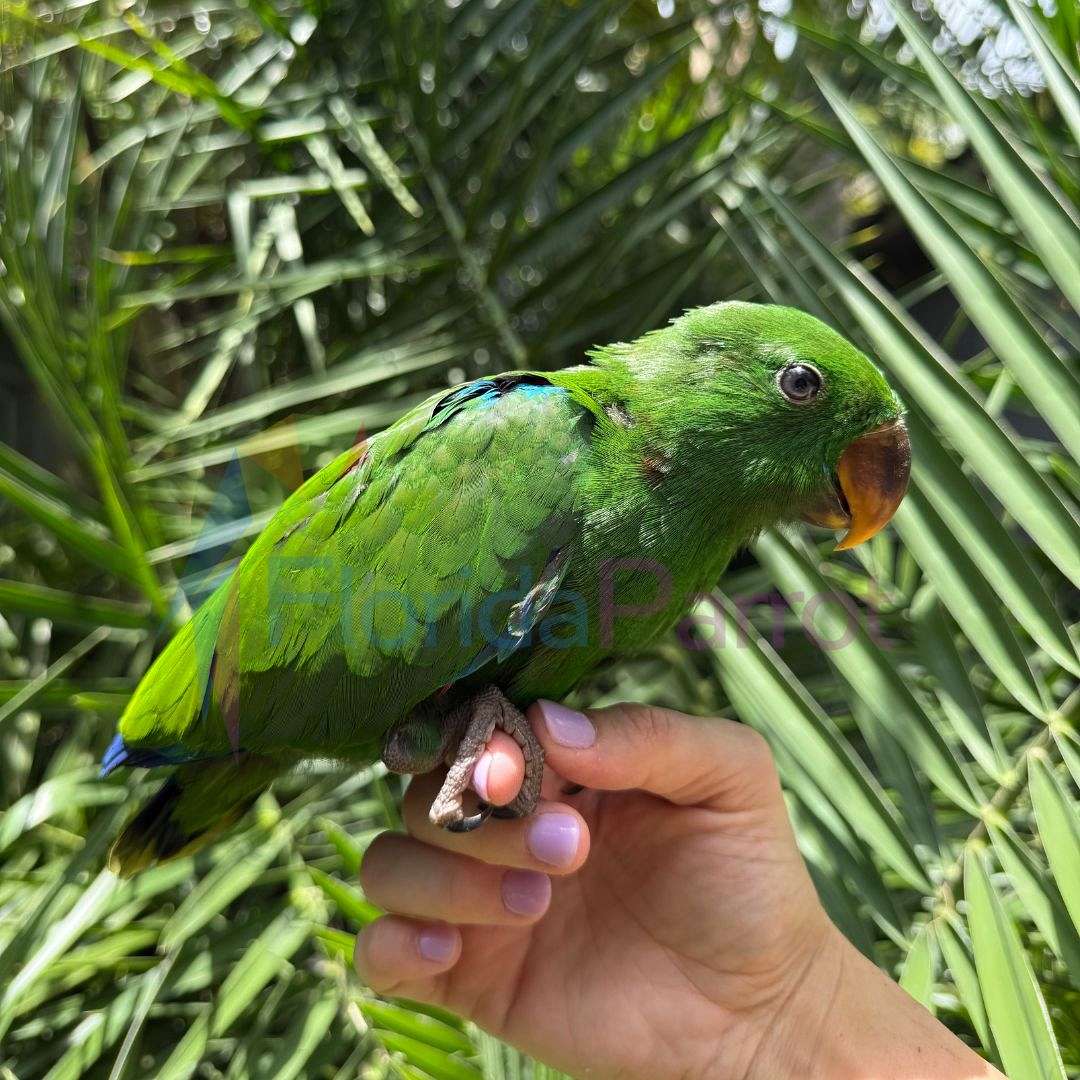 Eclectus Parrot