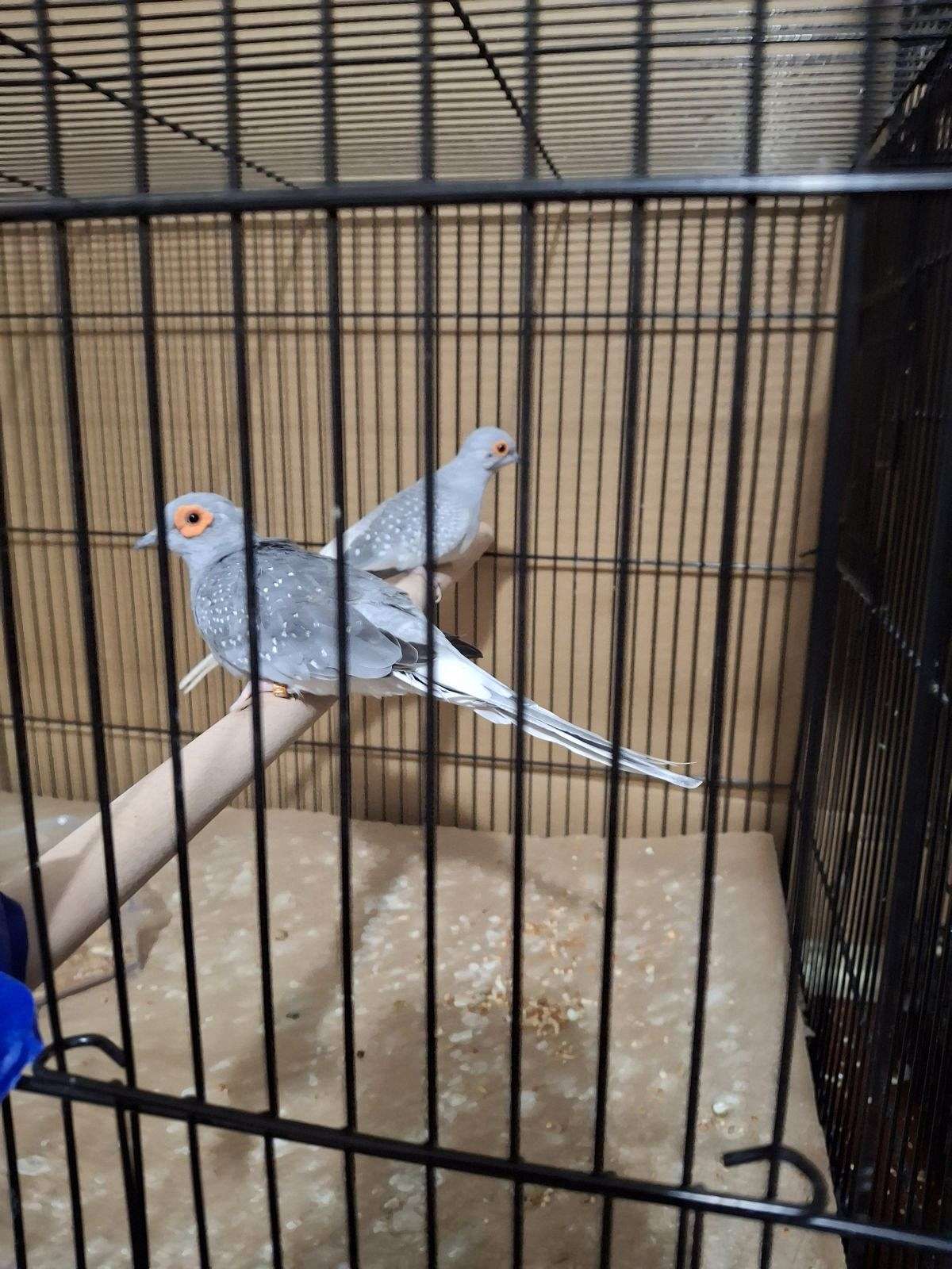 Pair of Diamond Doves