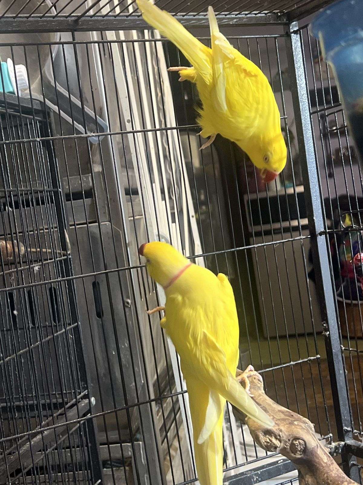 Indian Ringneck Lutino Pair Atlanta Georgia