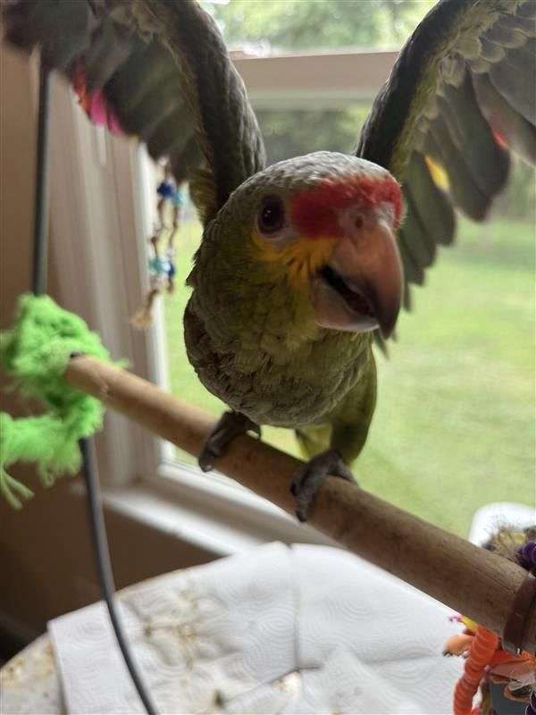 Red Lore amazon parrot tame babies