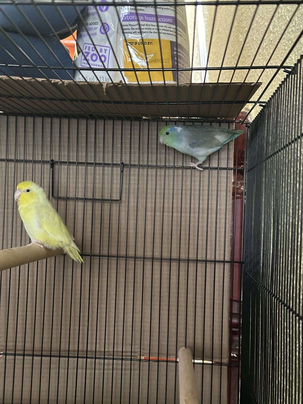 2 pairs of parrotlets