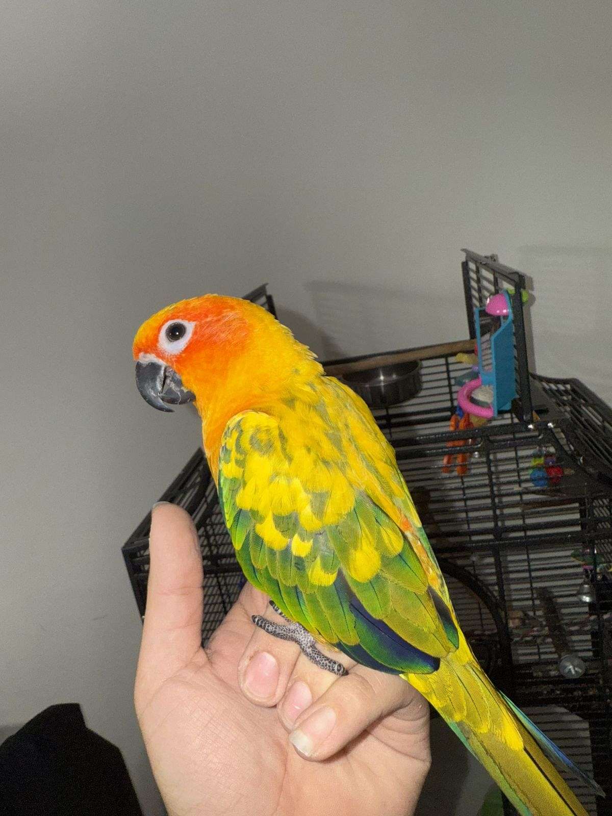 Sun conure