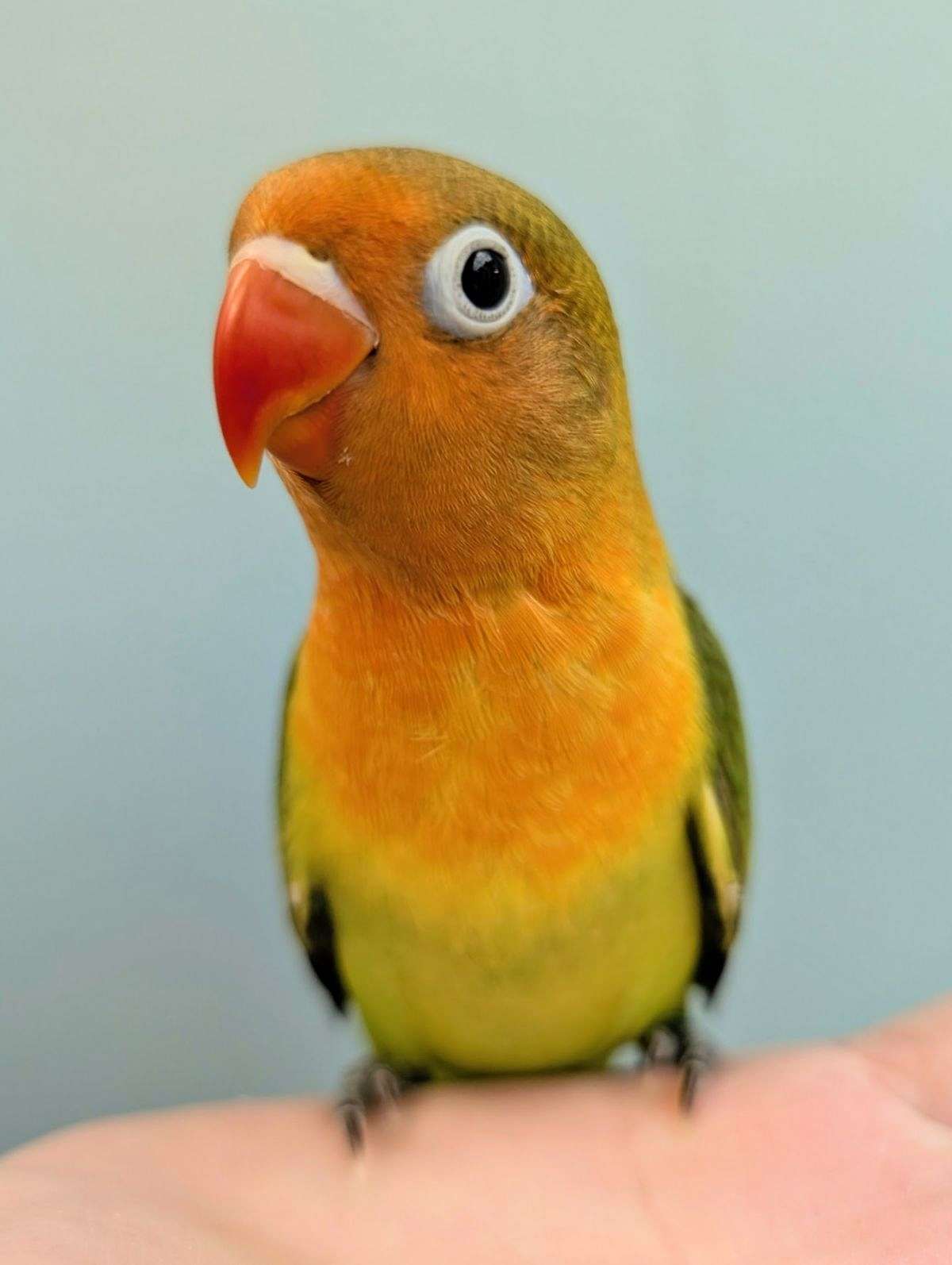 Mango, our Fischers Lovebird