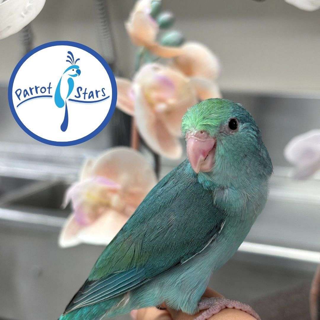 Baby Turquoise Pacific Parrotlet Available at Parrot Stars!