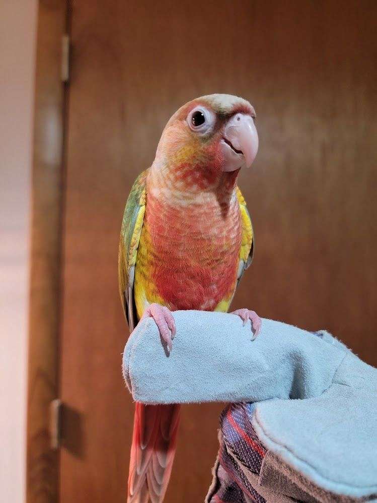 Female High Red Pineapple Green Cheek Conure