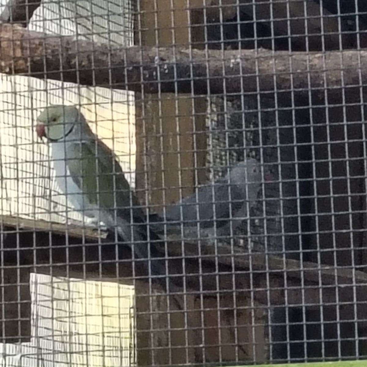 Adult pair of Indian ringnecks gray female gray green male