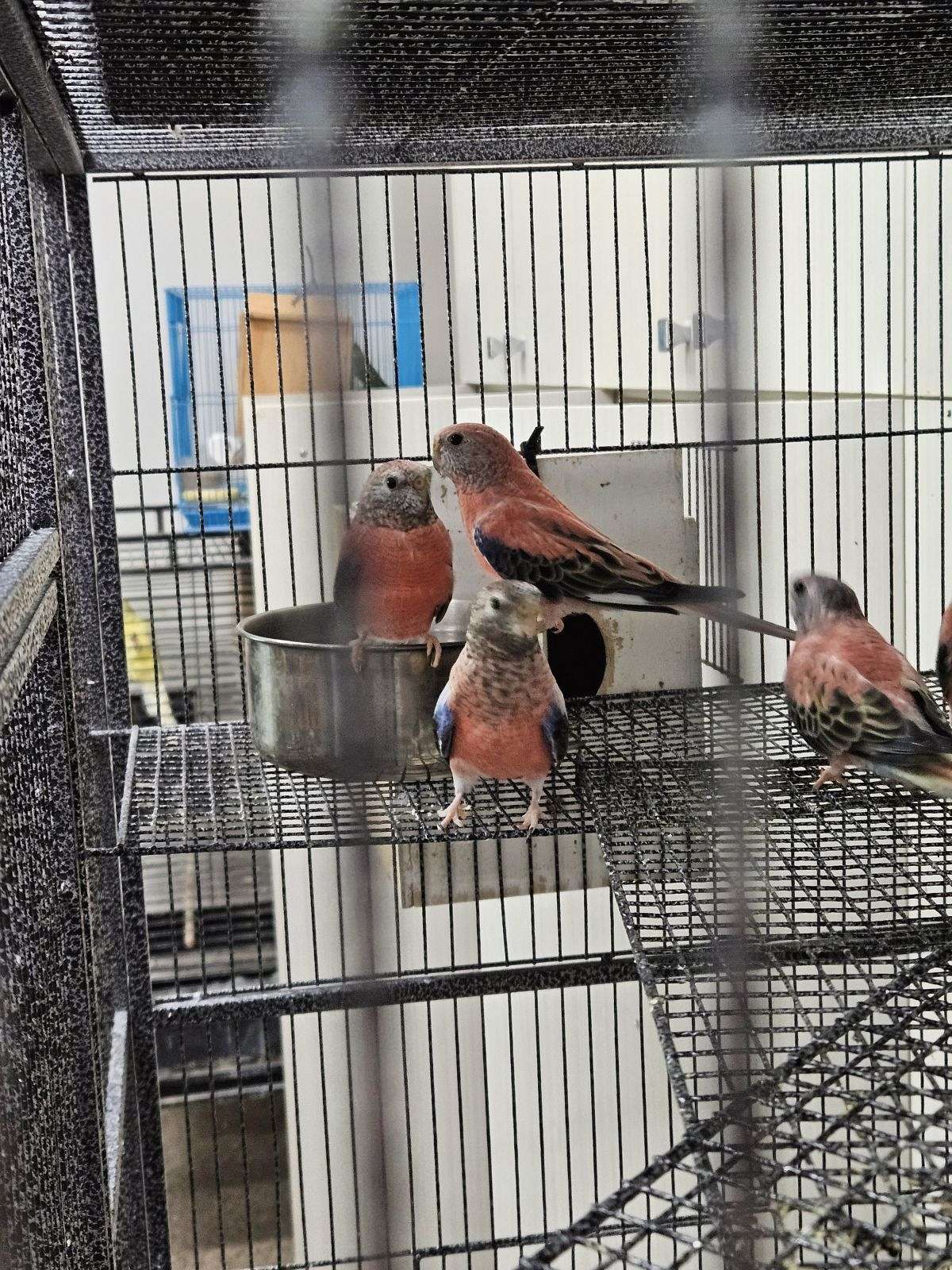 Rosie bourke parakeet