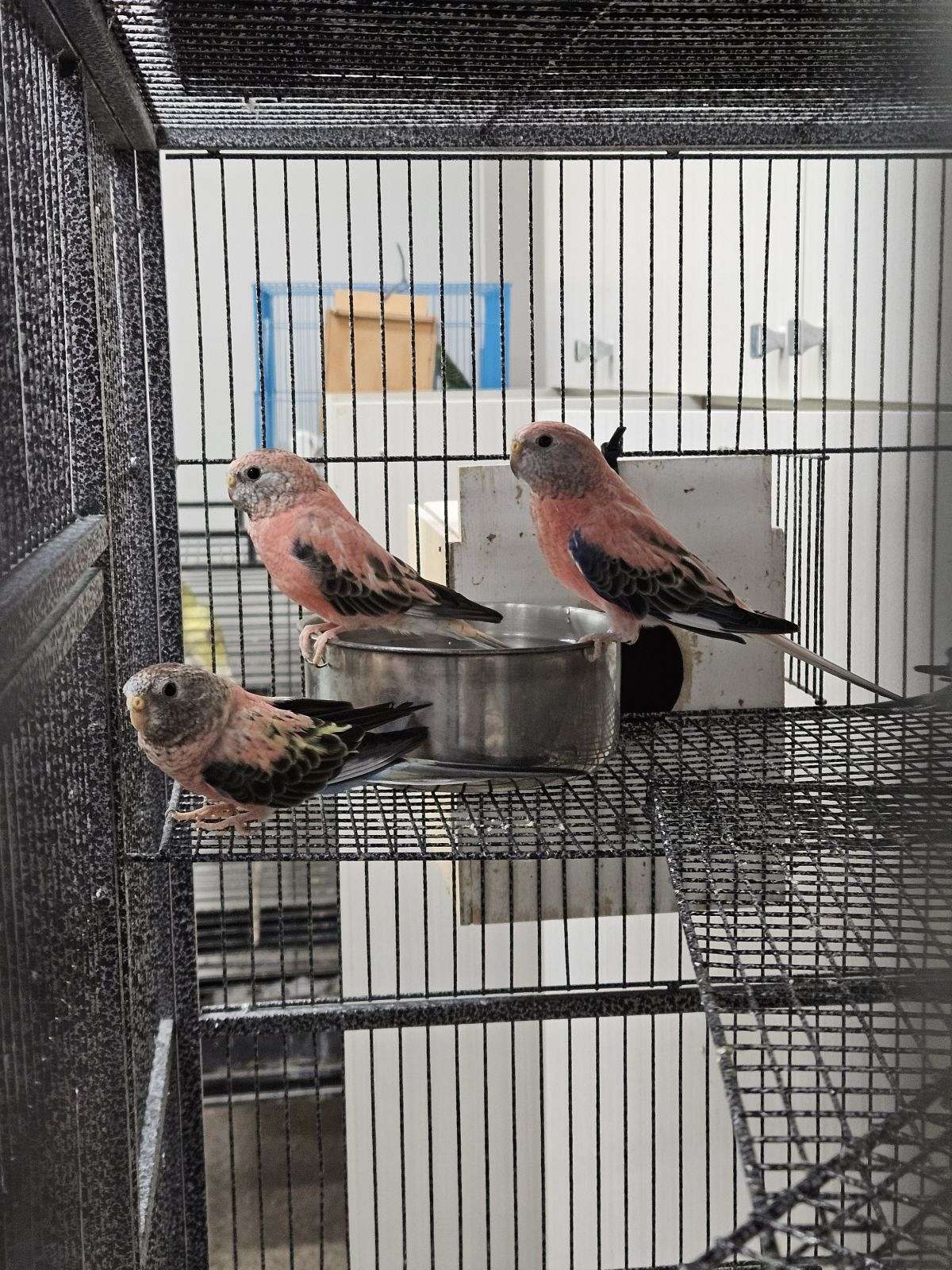 Rosie bourke parakeet