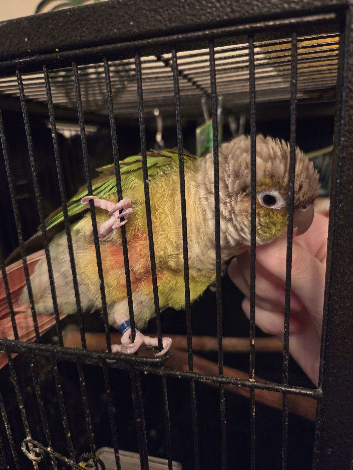 Female green cheek conure