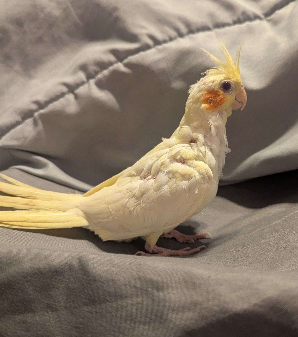 Baby cockatiel