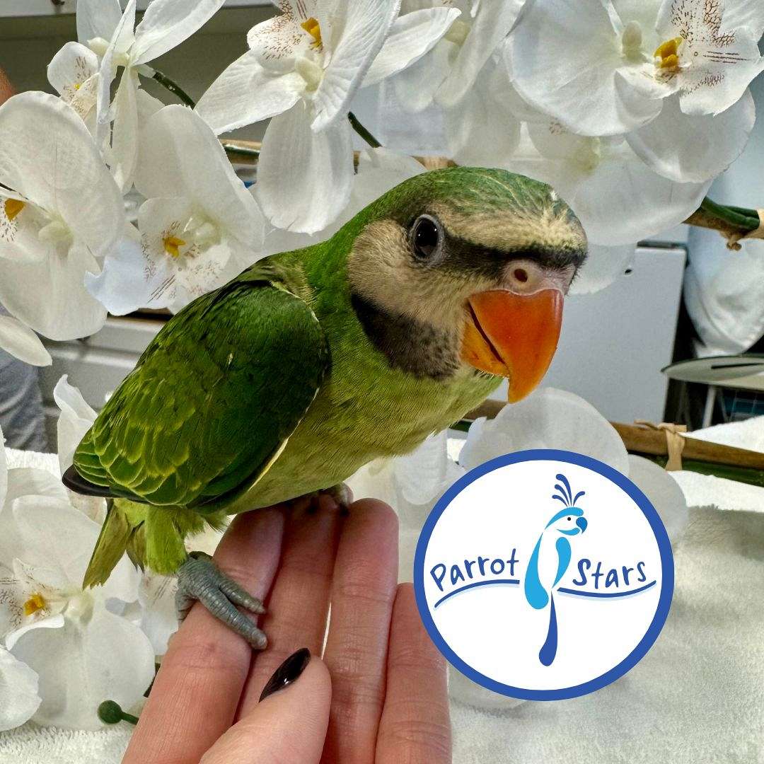 Baby Moustache Parakeet Available at Parrot Stars!
