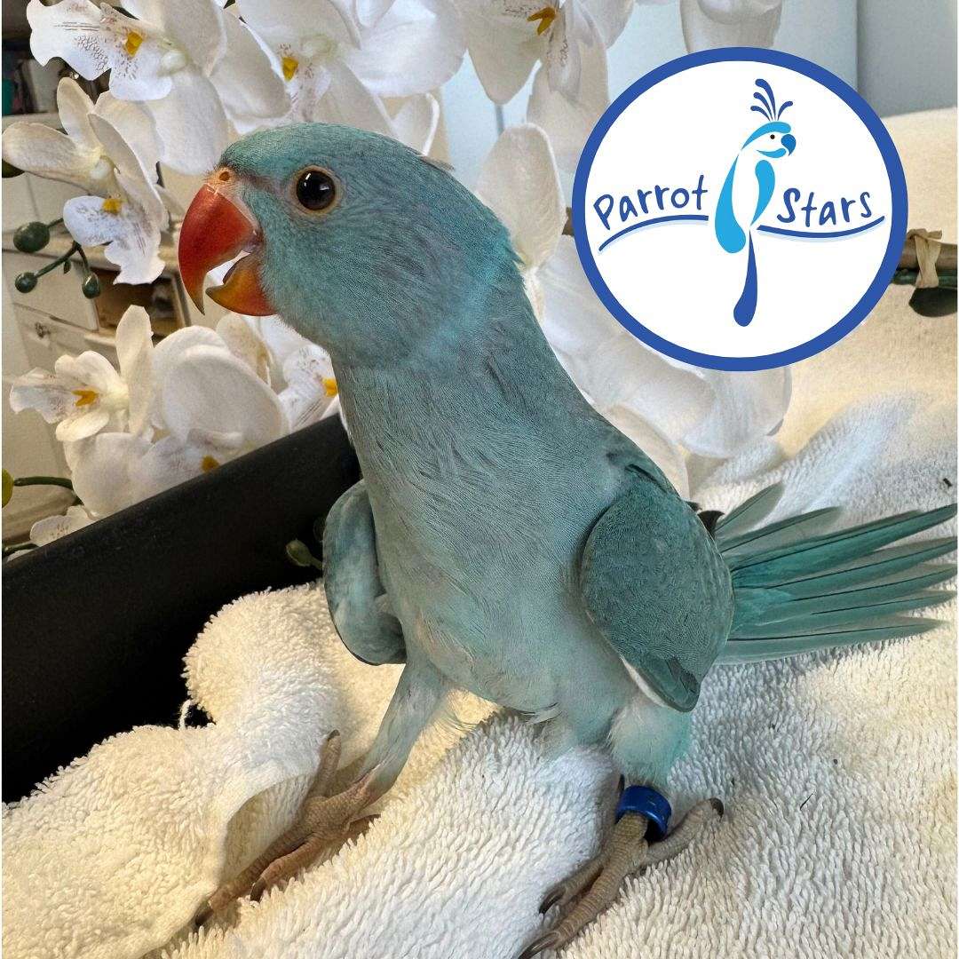 Baby Blue Indian Ringneck Available at Parrot Stars!