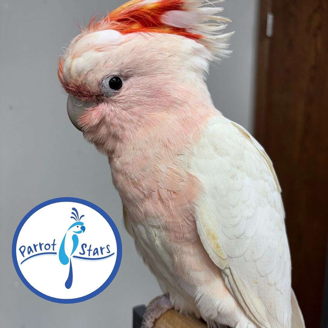 Baby Major Mitchell Cockatoo Available at Parrot Stars!
