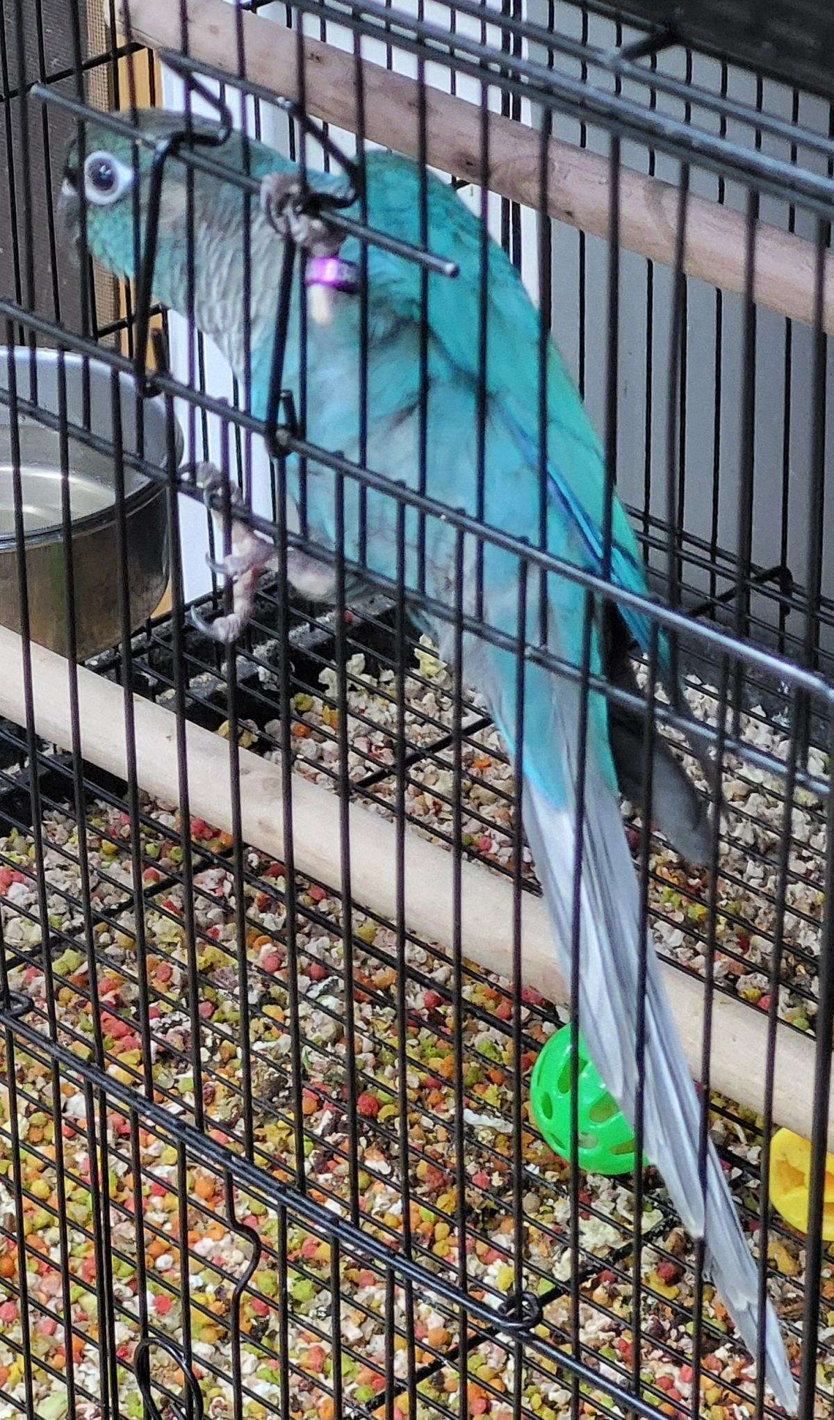 single factor violet turquoise green cheek