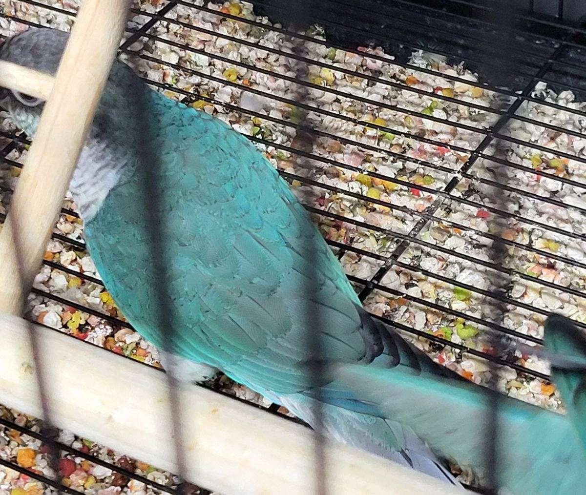 violet turquoise yellow side GCC