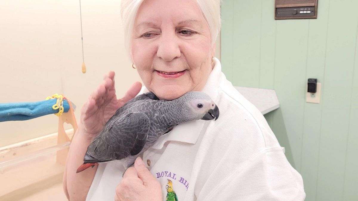 Hand feeding baby african grey parrots. super nice almost weaned.