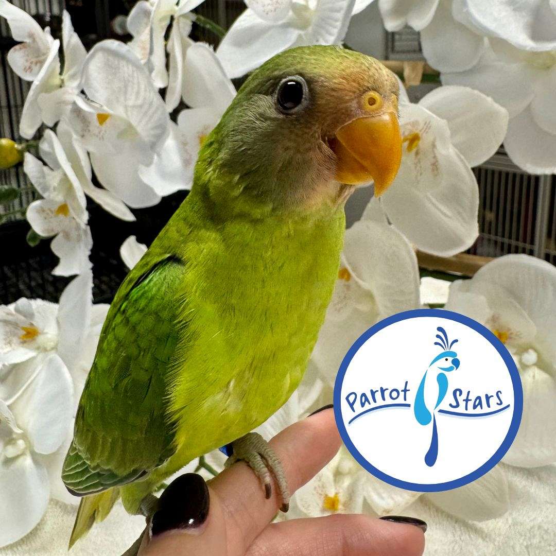 Baby Plum Headed Parakeet Available at Parrot Stars!