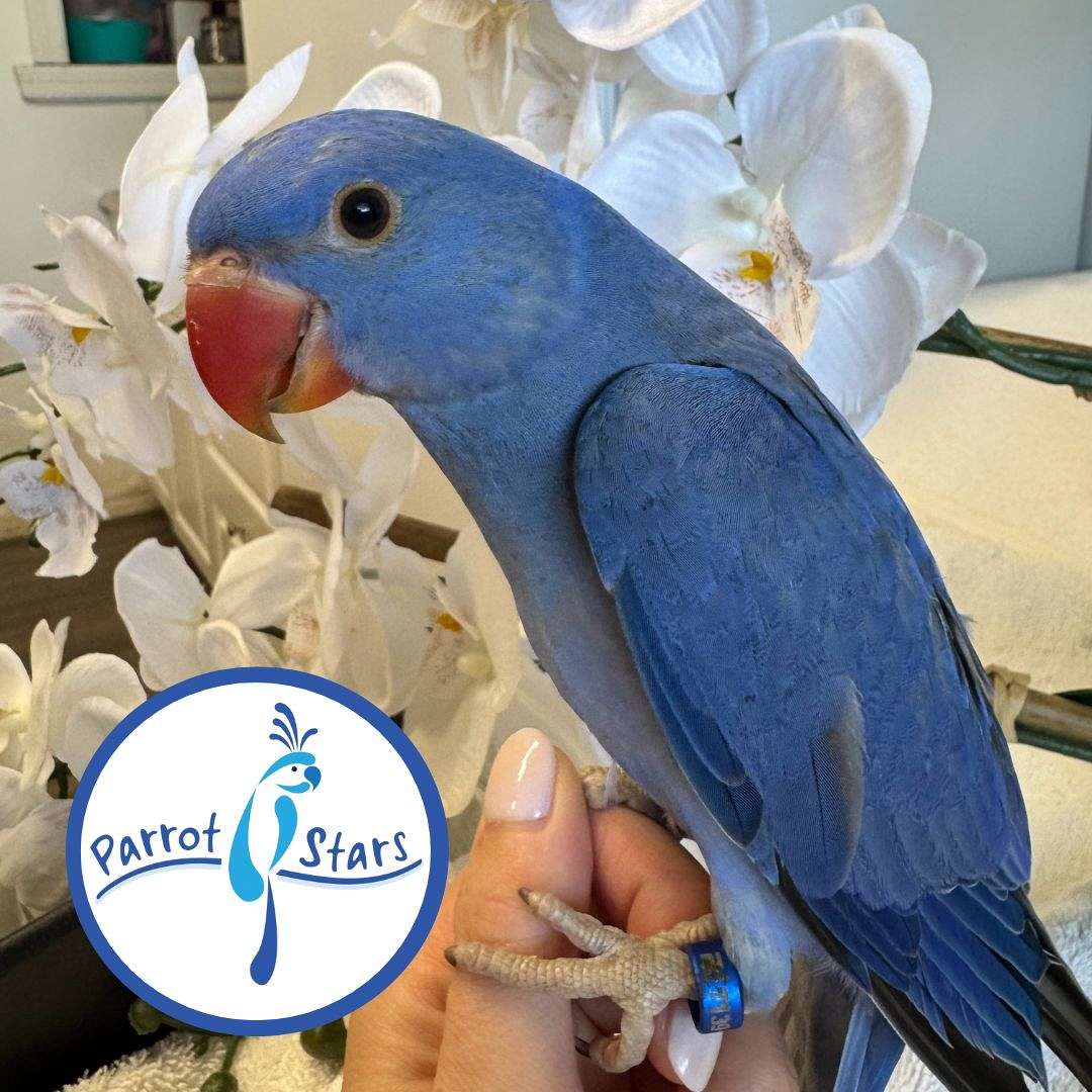 Baby Violet Cobalt Indian Ringneck Available at Parrot Stars!