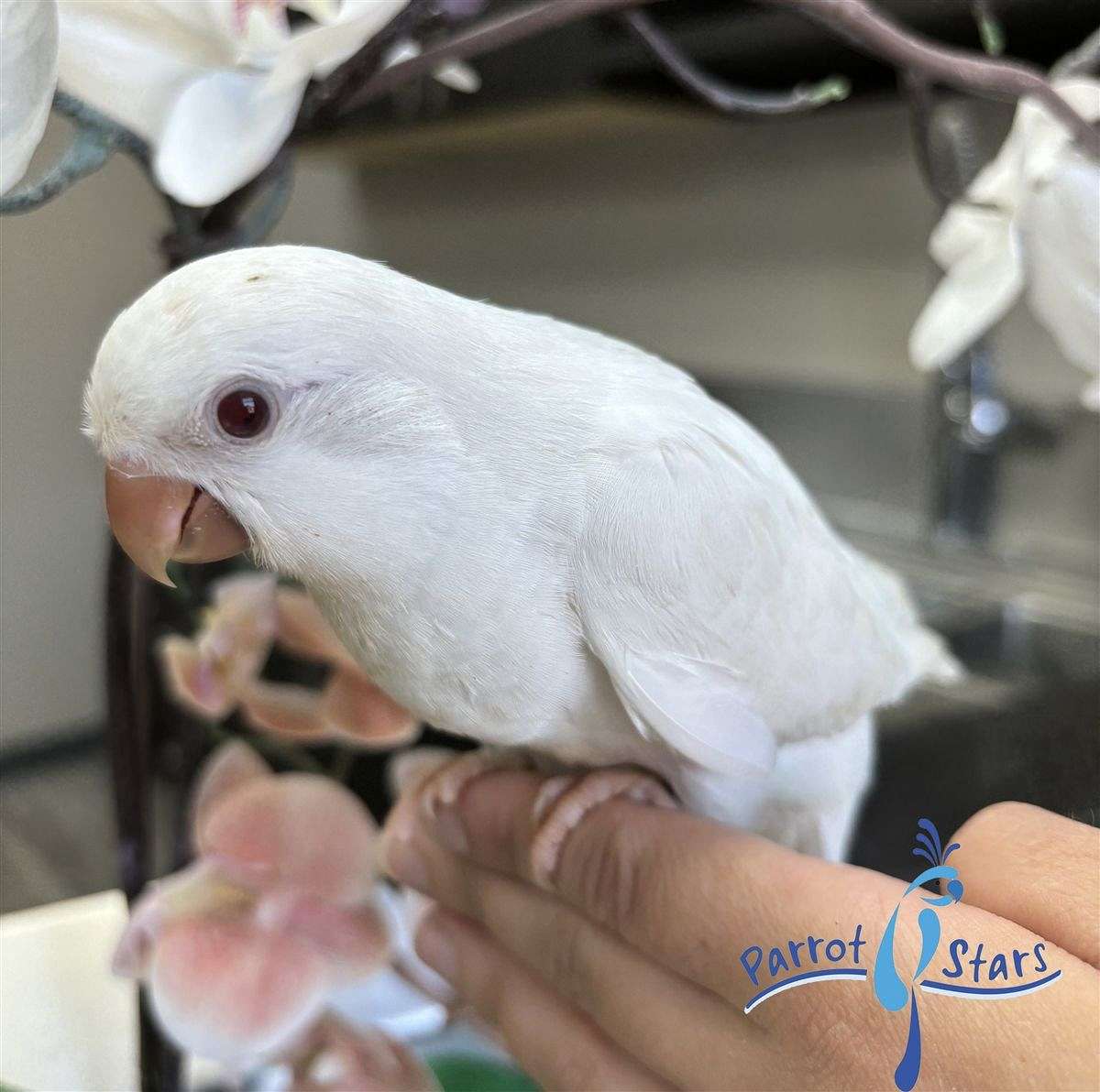 Baby Albino Quaker Parrot Available at Parrot Stars!