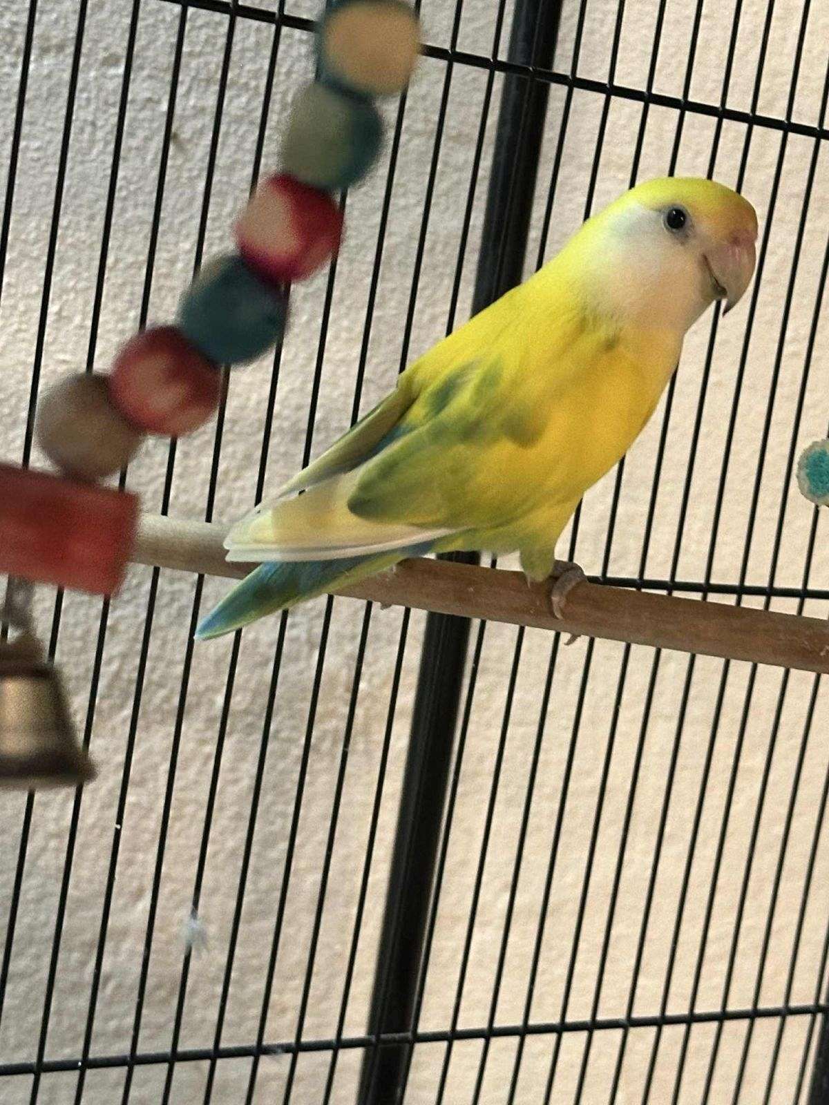 Adult Lovebird