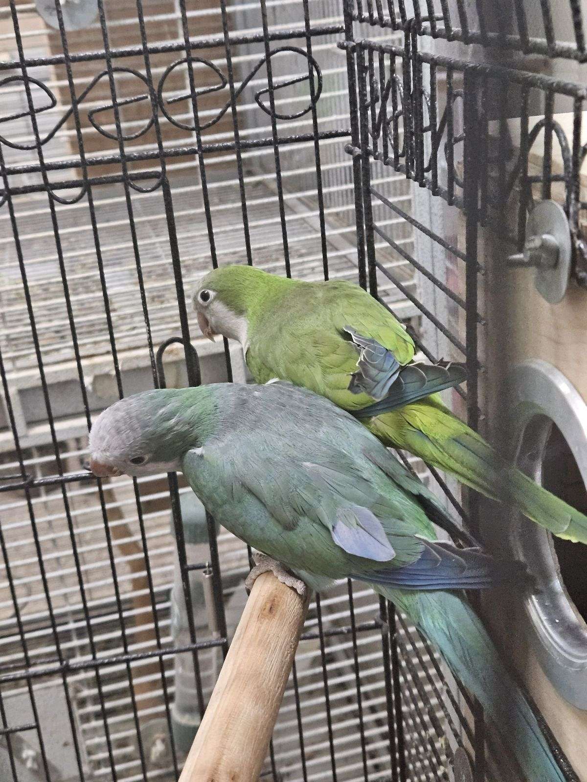 Quaker parrot