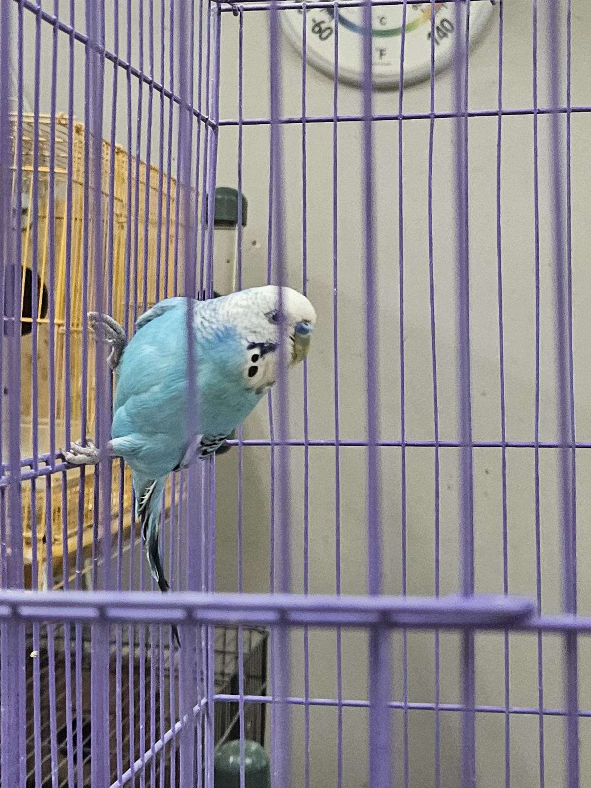 Different parakeets colors and mutations