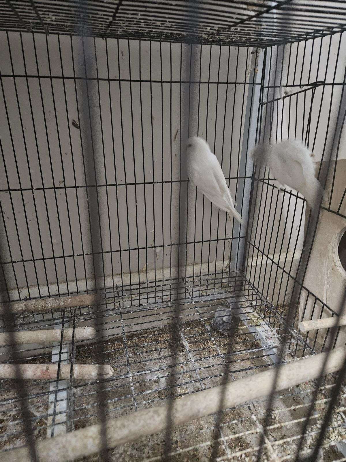 Different parakeets colors and mutations