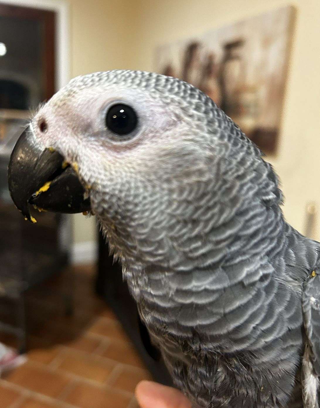 Baby African Congo Grey