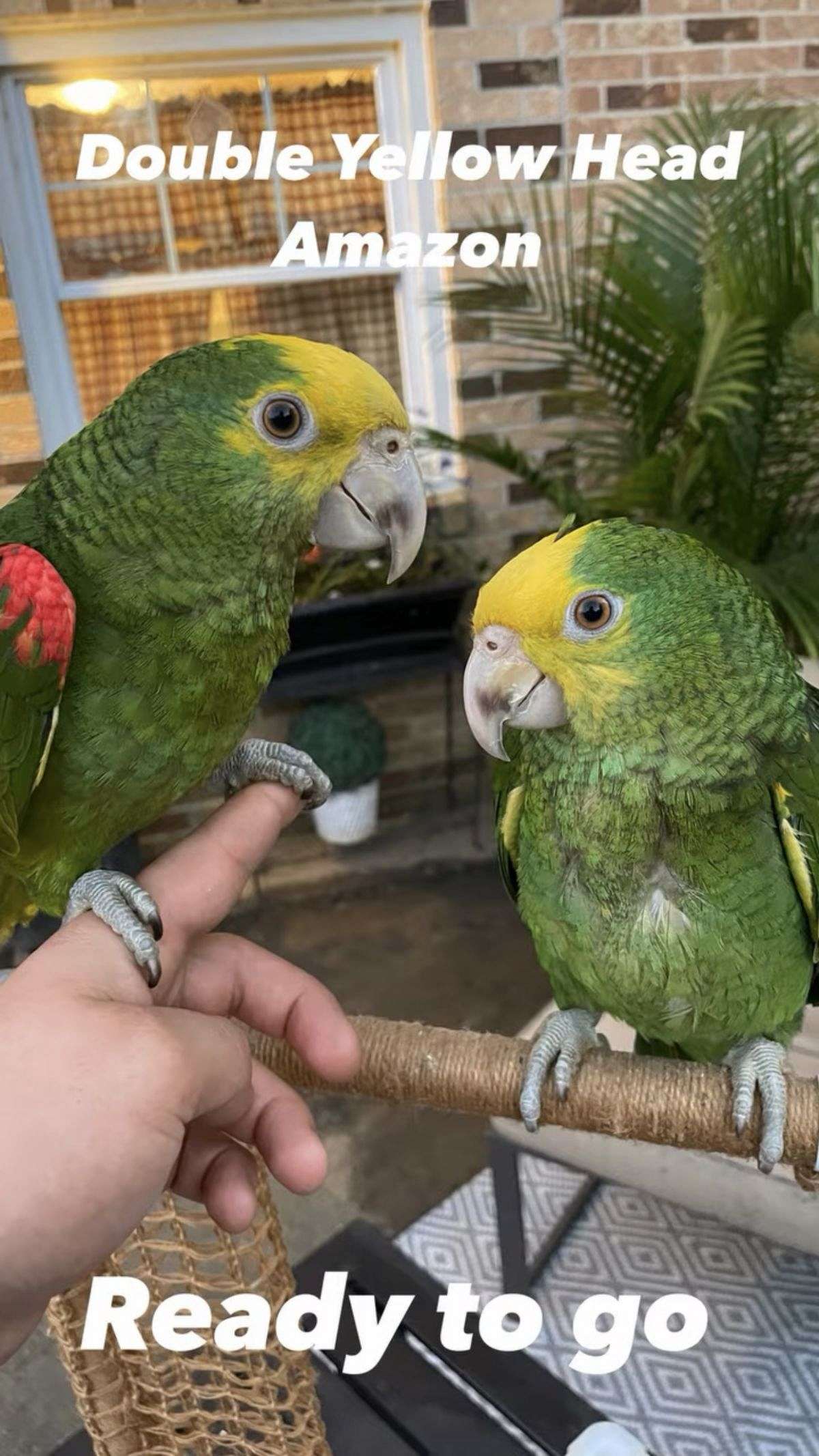 Double Yellow Head Amazons