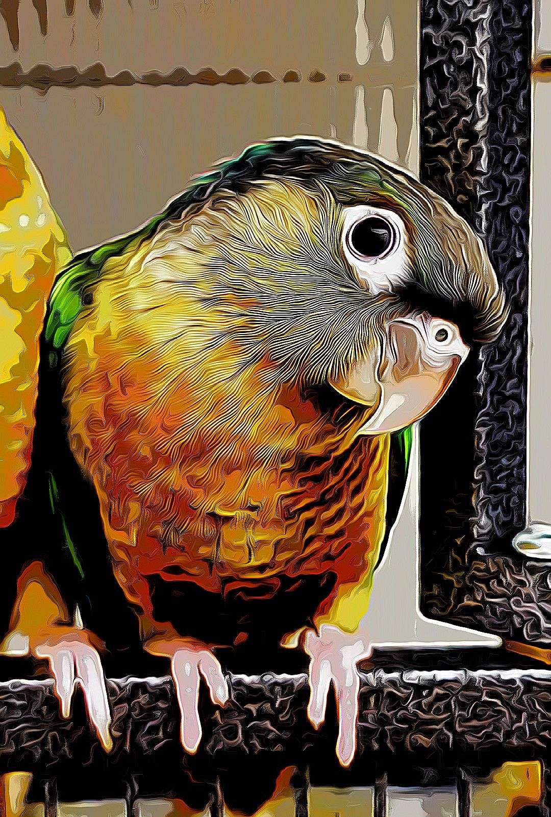 GCC -Yellow Sided Adults 2 yrs