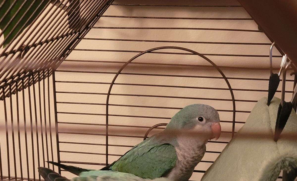 Turquoise Quaker Parrot