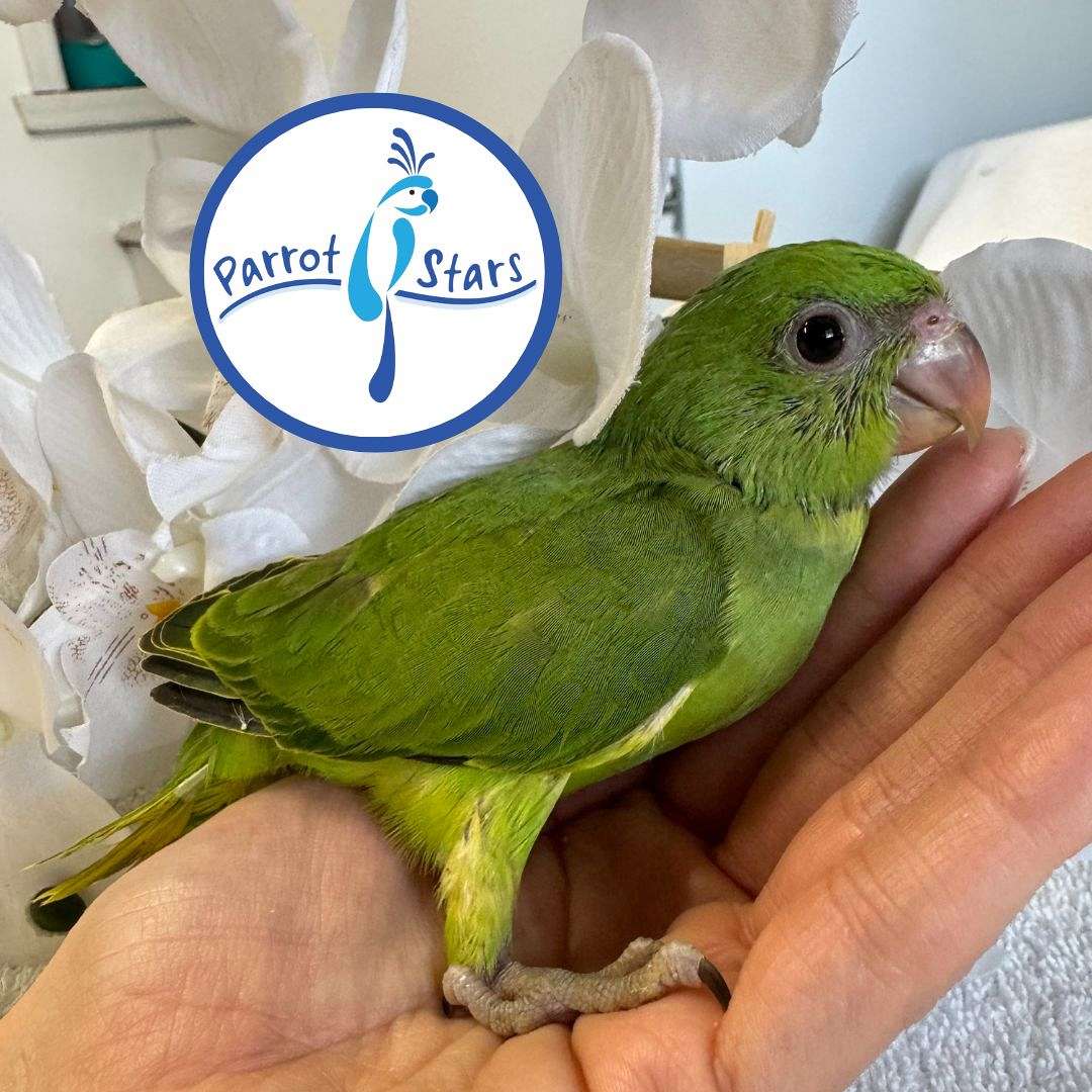 Baby African Ringneck Available at Parrot Stars!