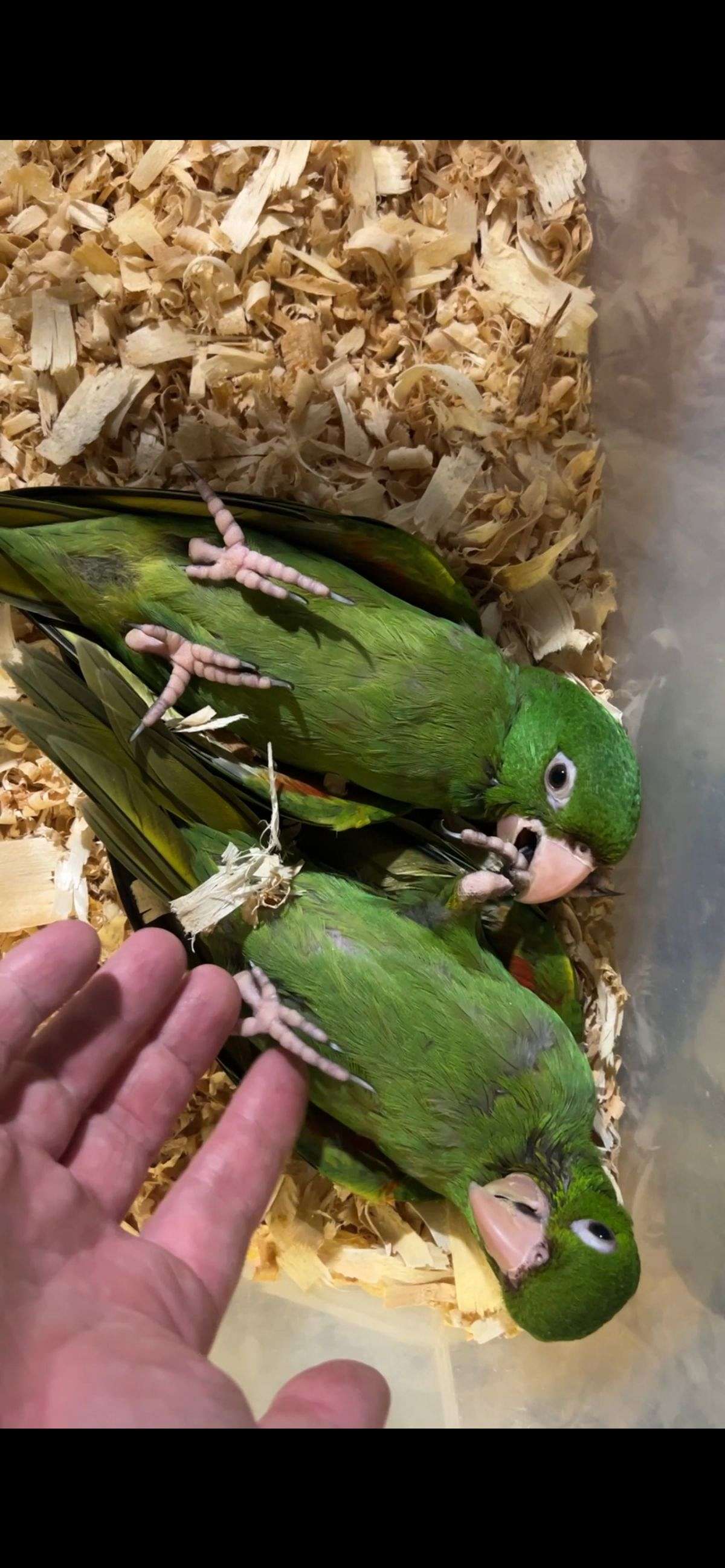 Cherry Headed Conure