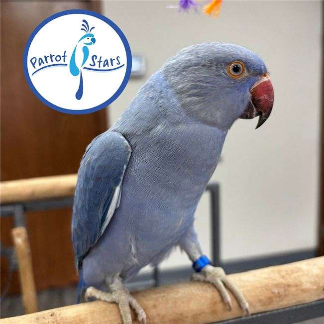 Baby Violet Indian Ringneck Available at Parrot Stars!