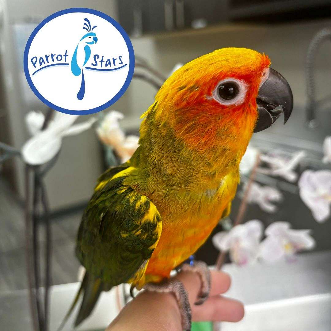 Baby Sun Conure Available at Parrot Stars!