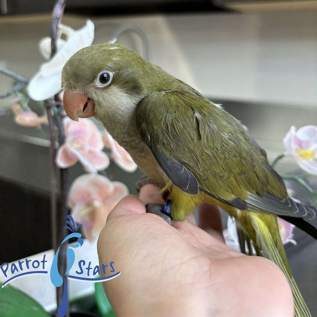 Baby Olive Quaker Parrot Available at Parrot Stars!