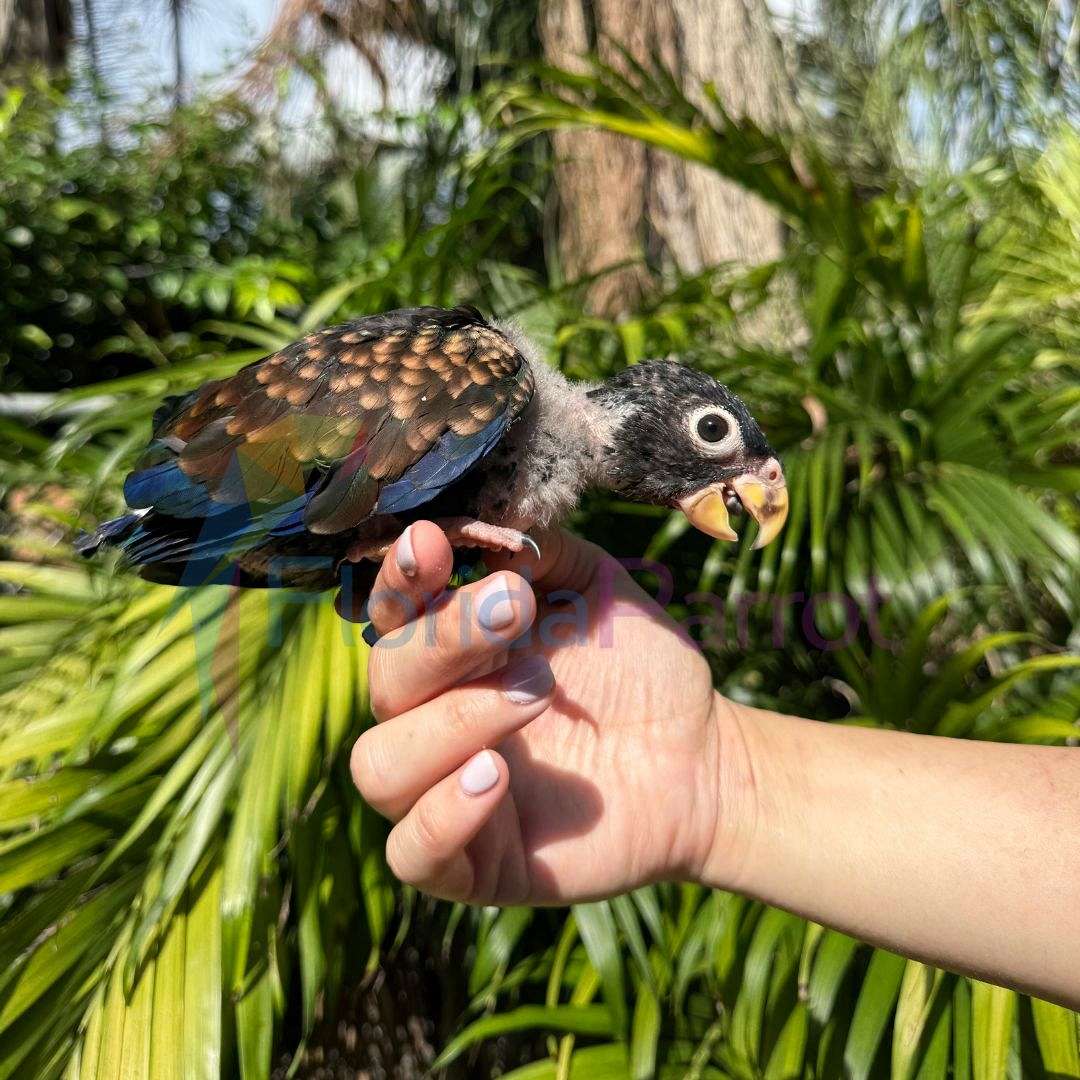 Bronze Winged Pionus