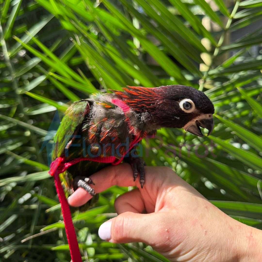 Yellow Streaked Lory