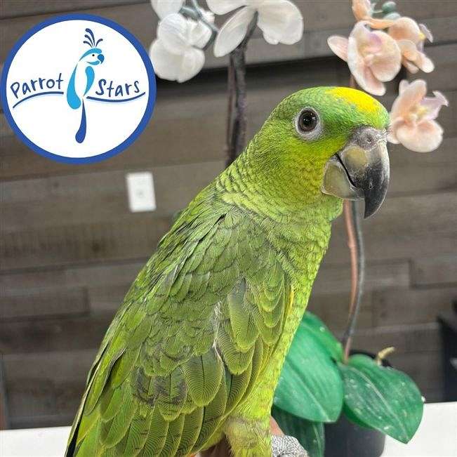 Baby Yellow Nape - Orange Wing Hybrid Amazon Available at Parrot Stars!
