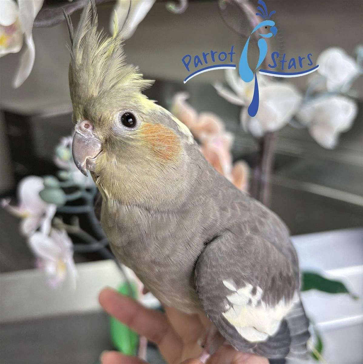 Baby Grey Cockatiel Available at Parrot Stars!